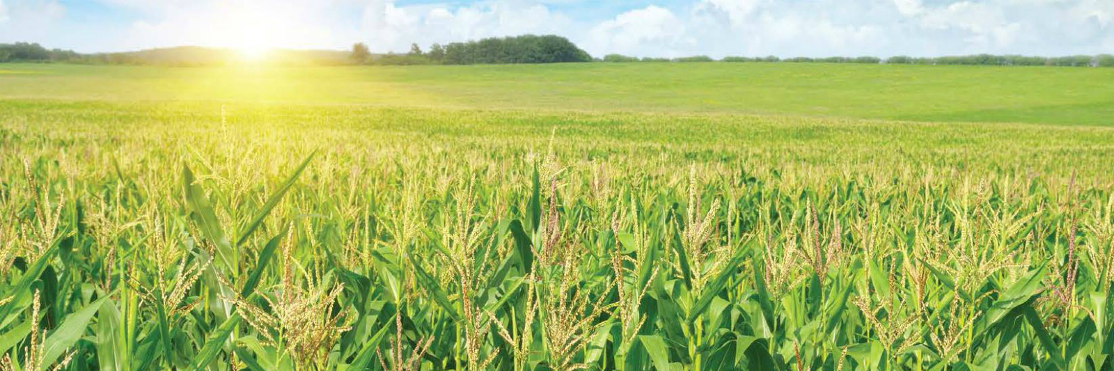 Home - Minnesota Crop Production Retailers